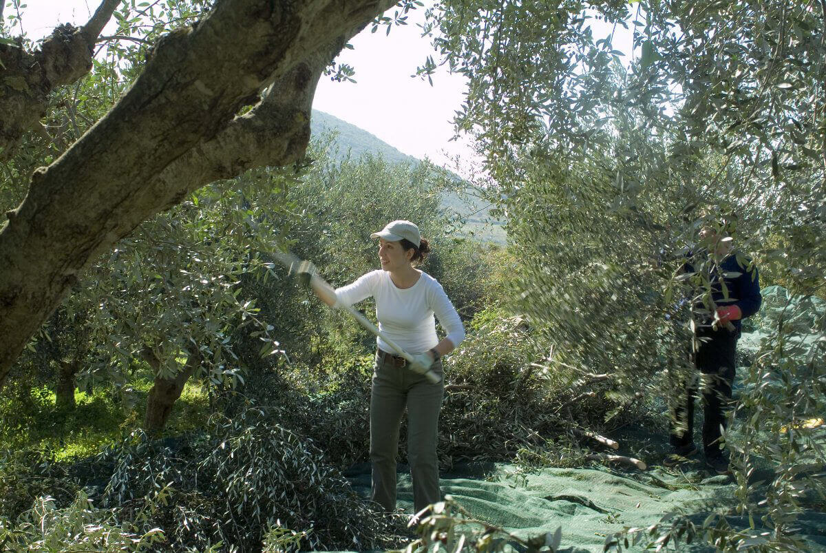 Kalikori | Favuzzi Food Distributor Canada