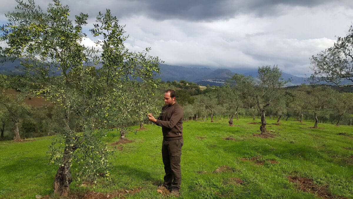 The new olive harvest | Favuzzi Food Distributor Canada